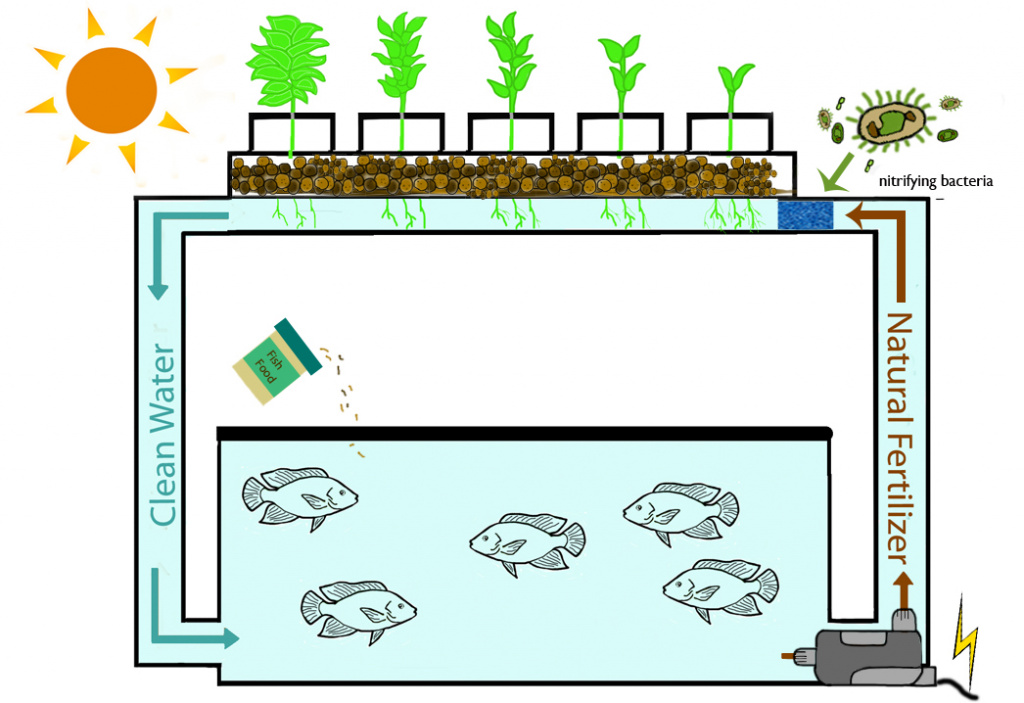 How Does Aquaponics Work? - Healthy Harvest Food Bank